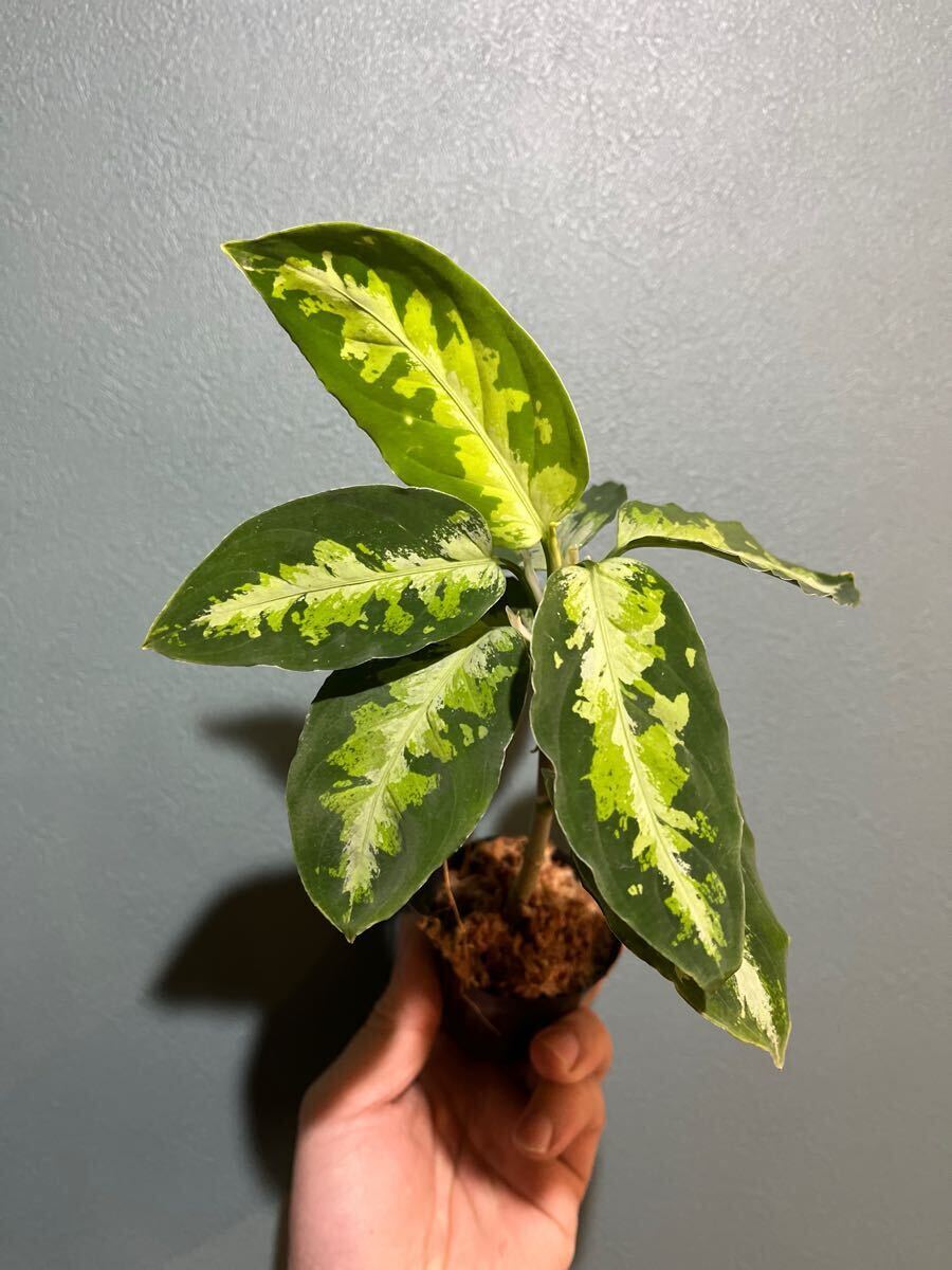 Yahoo!オークション - アグラオネマ ピクタム