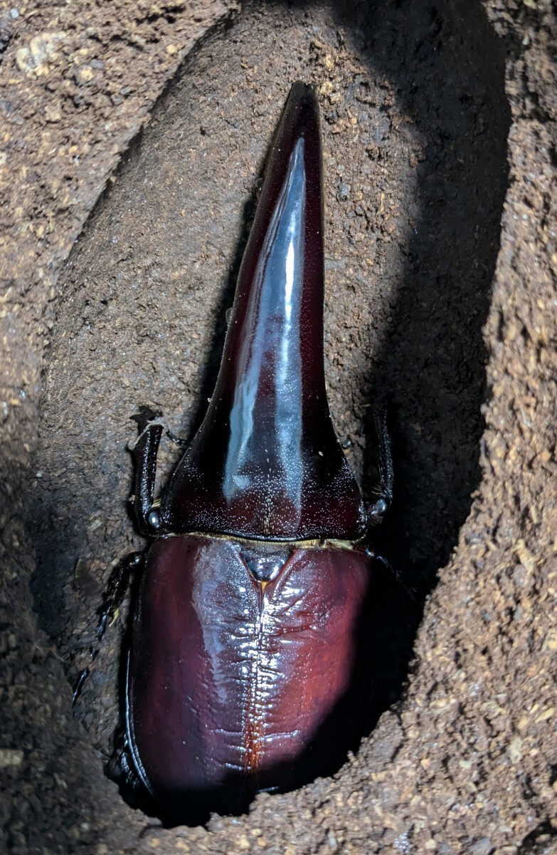 Yahoo!オークション - C68メテオ系 DHヘラクレス ペア