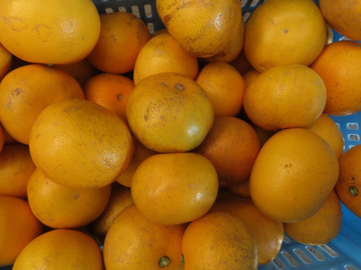 Yahoo!オークション - 早生八朔8kg+愛果28号1kg