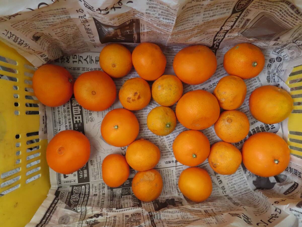 Yahoo!オークション - 早生八朔8kg+愛果28号1kg