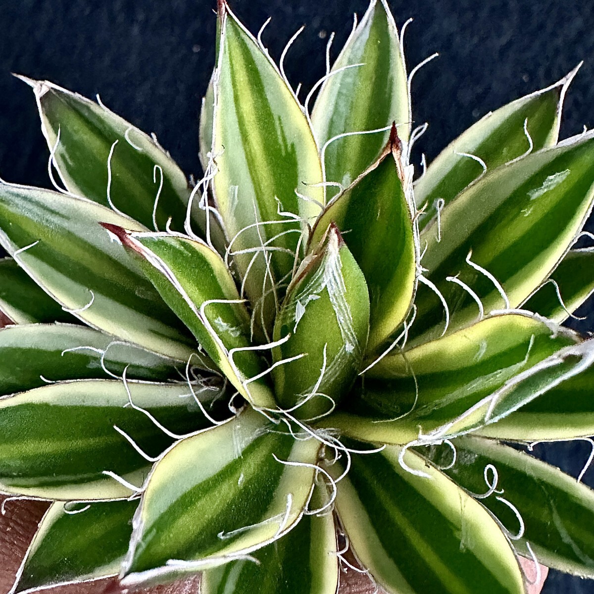 Yahoo!オークション - Lj_plants Z191 厳選 多肉植物 アガベ 王妃乱れ...