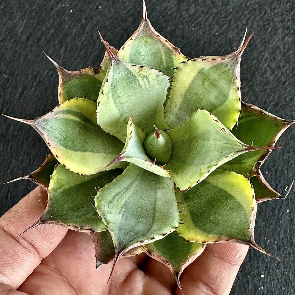 Yahoo!オークション - Lj_plants Z172 特選 アガベ 多肉植物 山宅雷神 ...