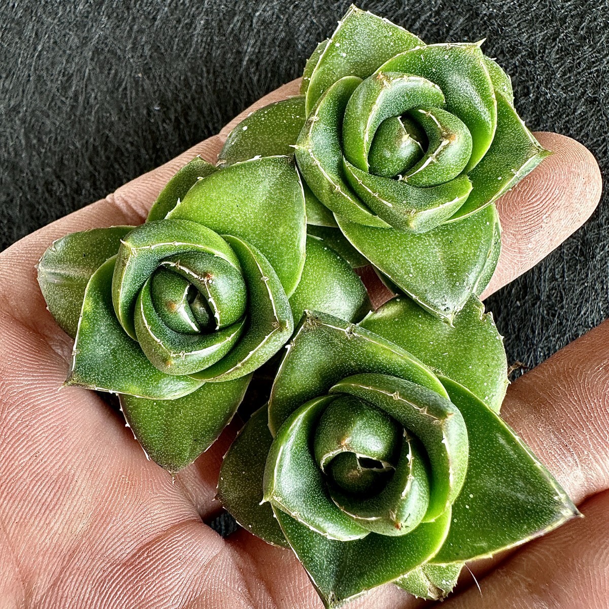 Yahoo!オークション - Lj_plants Z106 株を厳選する 多肉植物アガベ ...