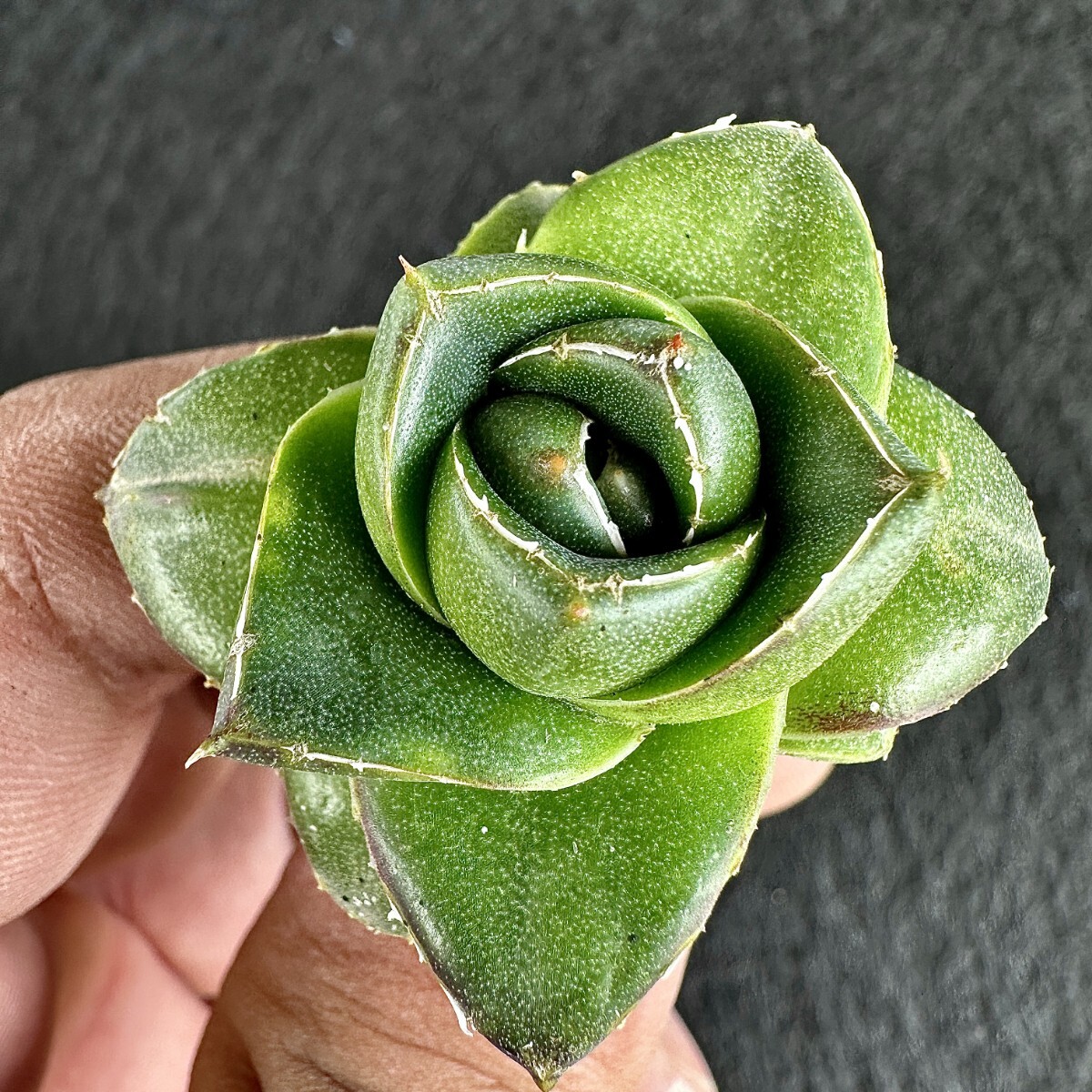 Yahoo!オークション - Lj_plants Z106 株を厳選する 多肉植物アガベ ...