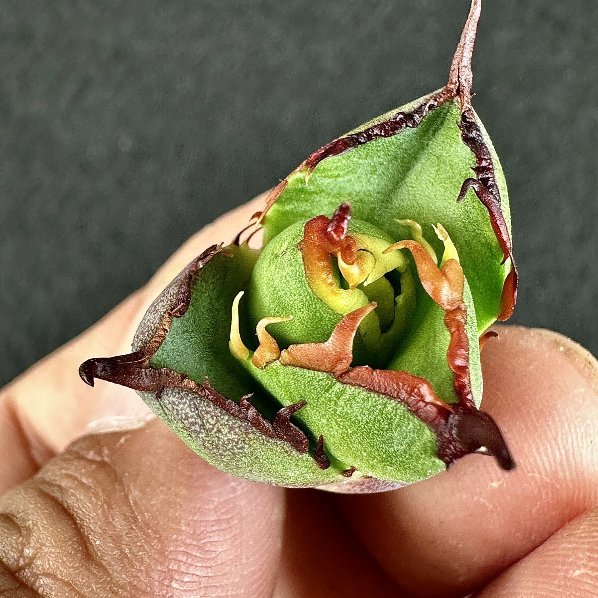 Yahoo!オークション - Lj_plants Z138 SS 限定特選株 アガベ チタノタ...