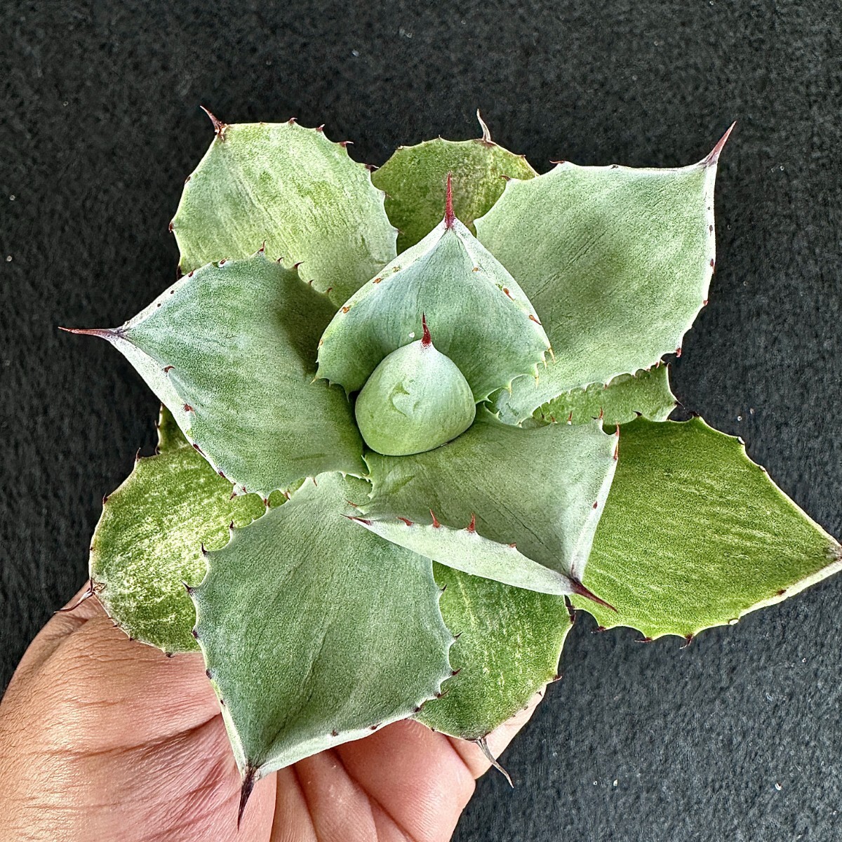 Yahoo!オークション - Lj_plants Z137 貴重な希少種 多肉植物 アガベ ...