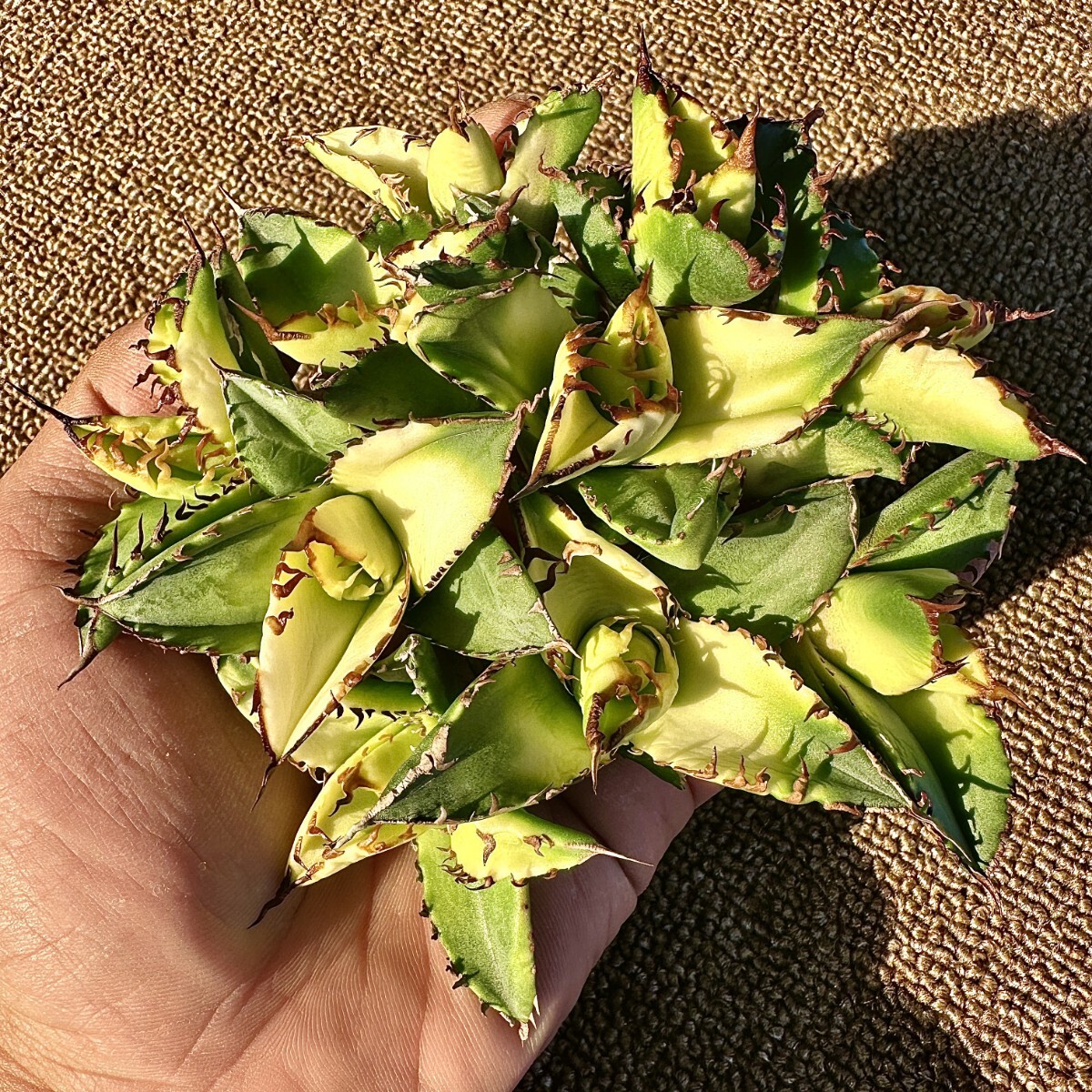 Yahoo!オークション - Lj_plants Z762優秀選抜株 アガベ チタノタ 狂刺...