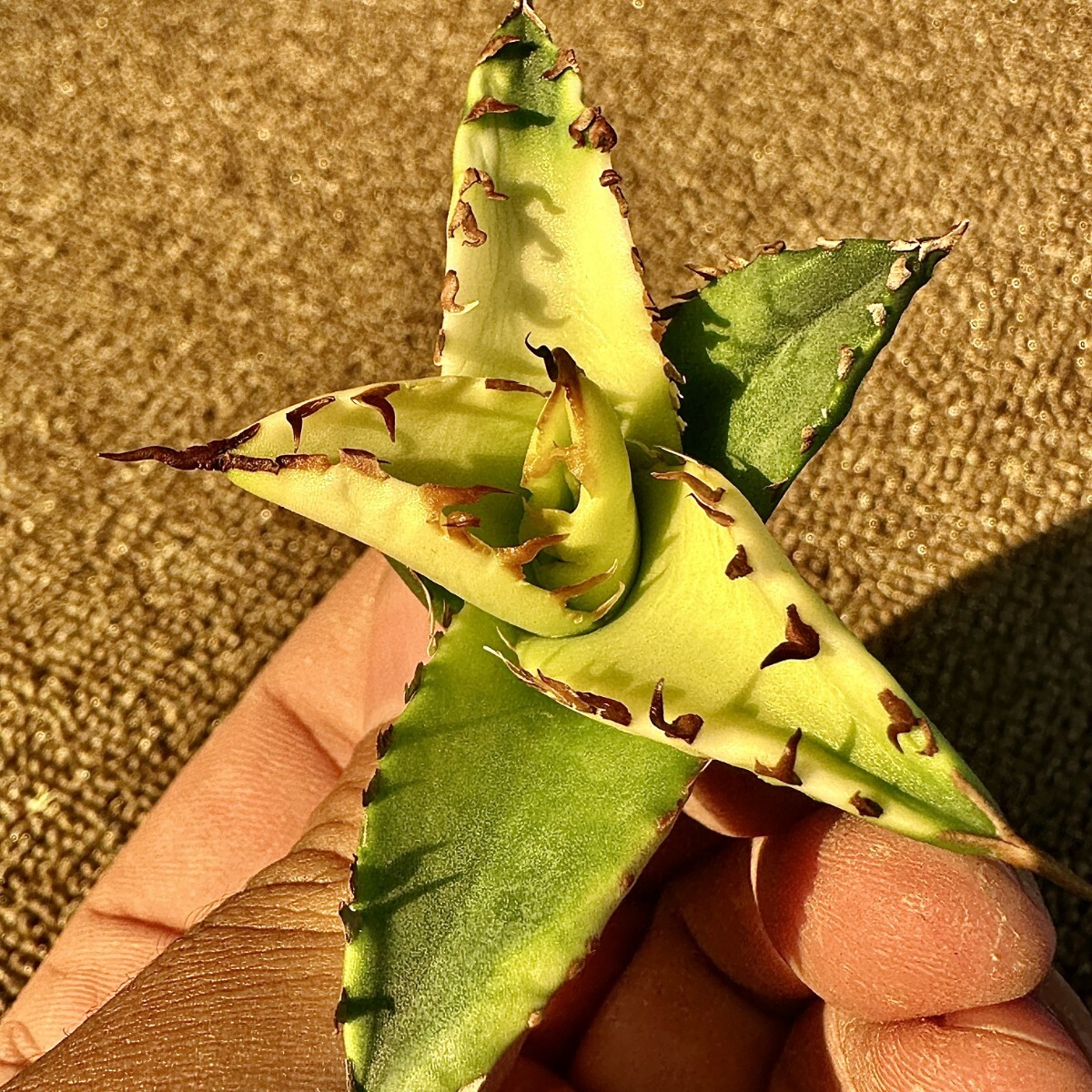 Yahoo!オークション - Lj_plants Z762優秀選抜株 アガベ チタノタ 狂刺...