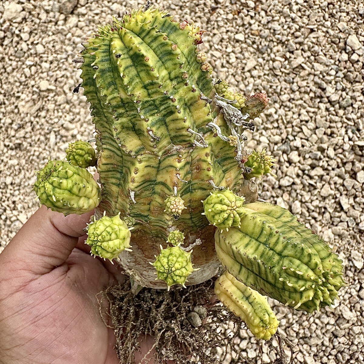 Yahoo!オークション - 【Lj_plants】Z923 ヨーロッパ入力 ユーフォルビ...