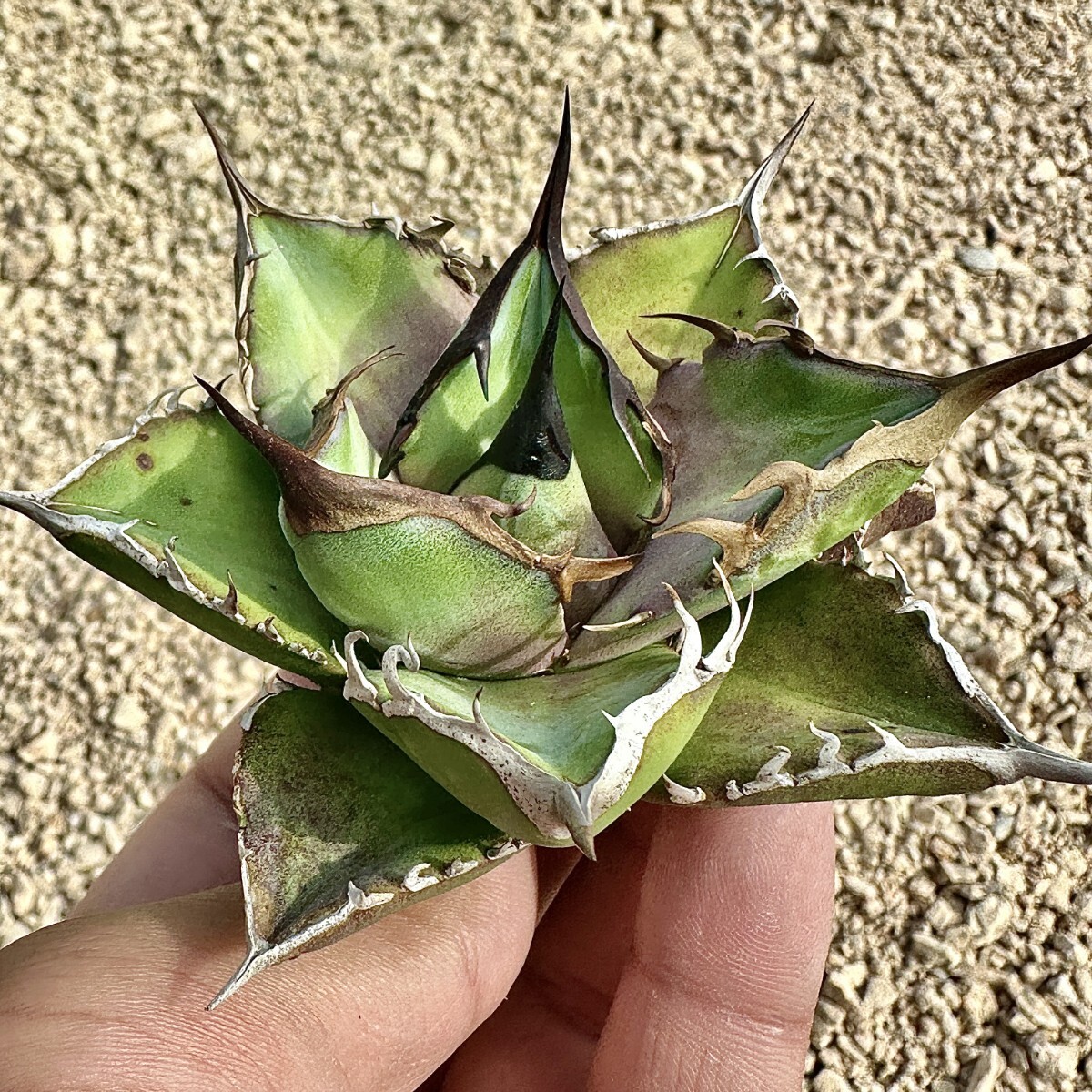 Yahoo!オークション - Lj_plants Z911 アガベ チタノタ オテロイ 実生...