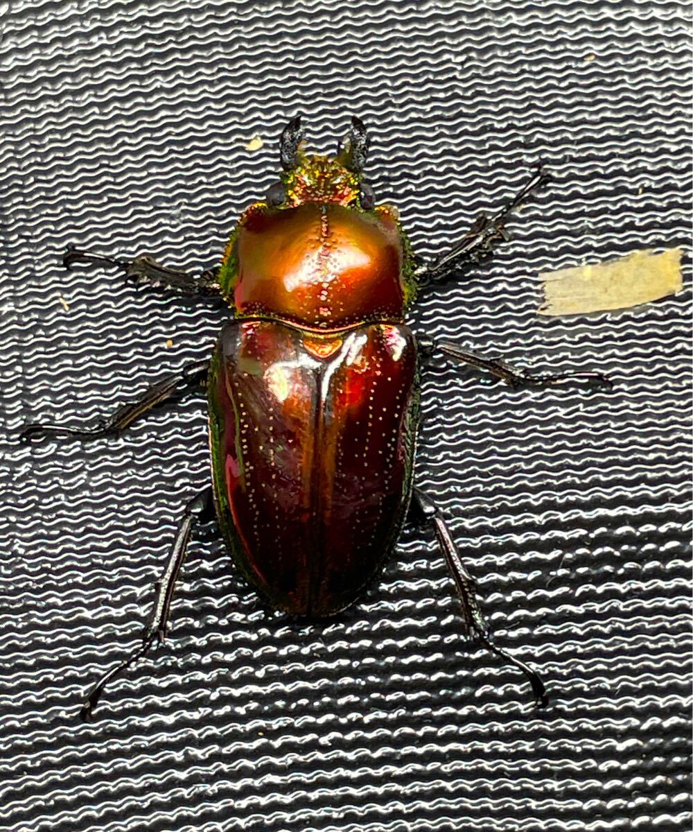 Yahoo!オークション - 種親級RTNレッドピカール ニジイロクワガタ 1ペ...