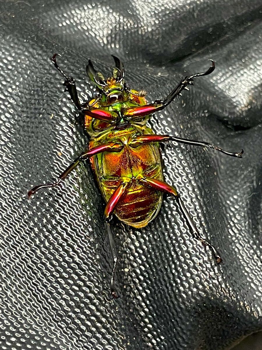 Yahoo!オークション - 種親級RTNレッドピカール ニジイロクワガタ 1ペ...