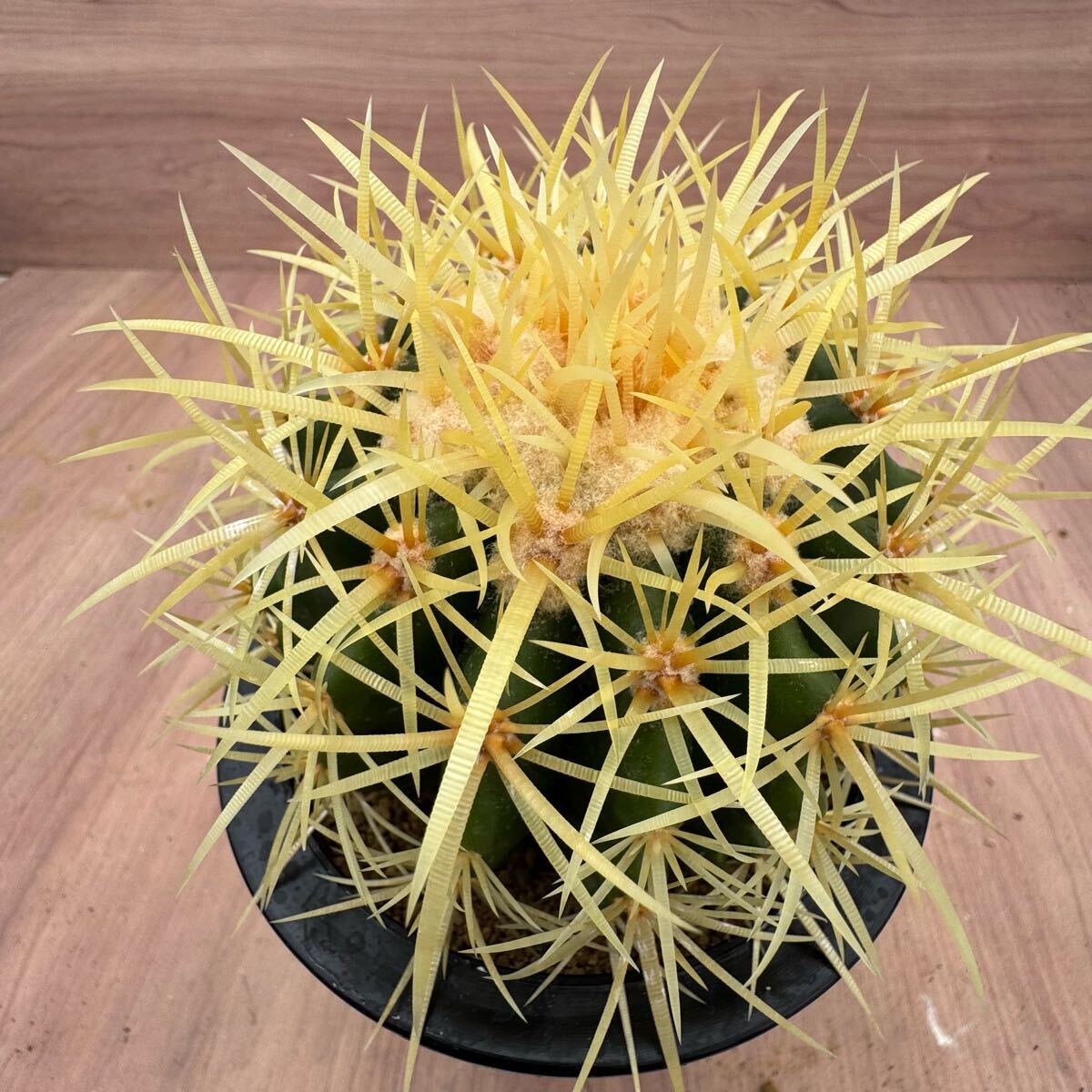 サボテン 多肉植物 906 エキノカクタス 松木王金鯱 Echinocactus grusonii(サボテン)｜売買されたオークション情報、yahooの商品情報をアーカイブ公開 ...