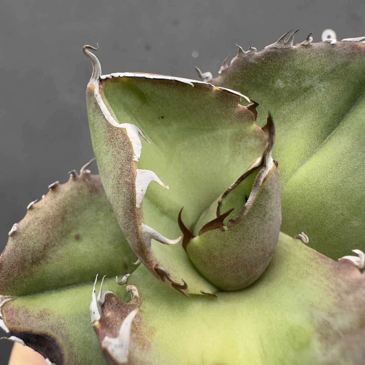 Yahoo!オークション - G48【パンダ園芸】 アガベ チタノタ Juggernaut ...