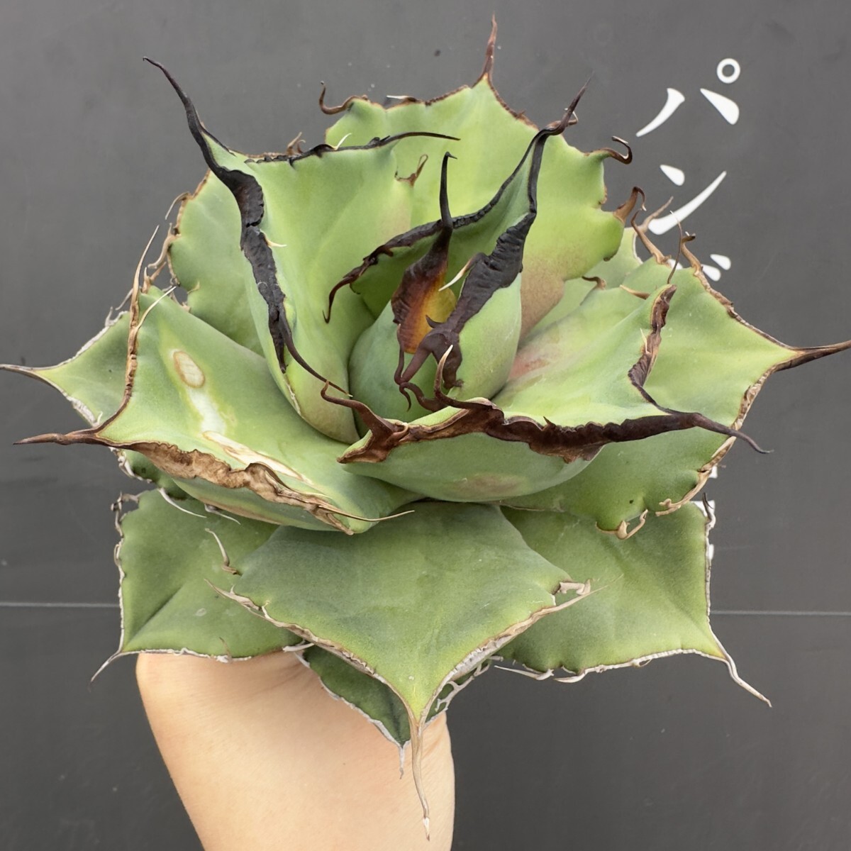 Yahoo!オークション - G77【パンダ園芸】多肉植物アガベ チタノタ 黒豹...