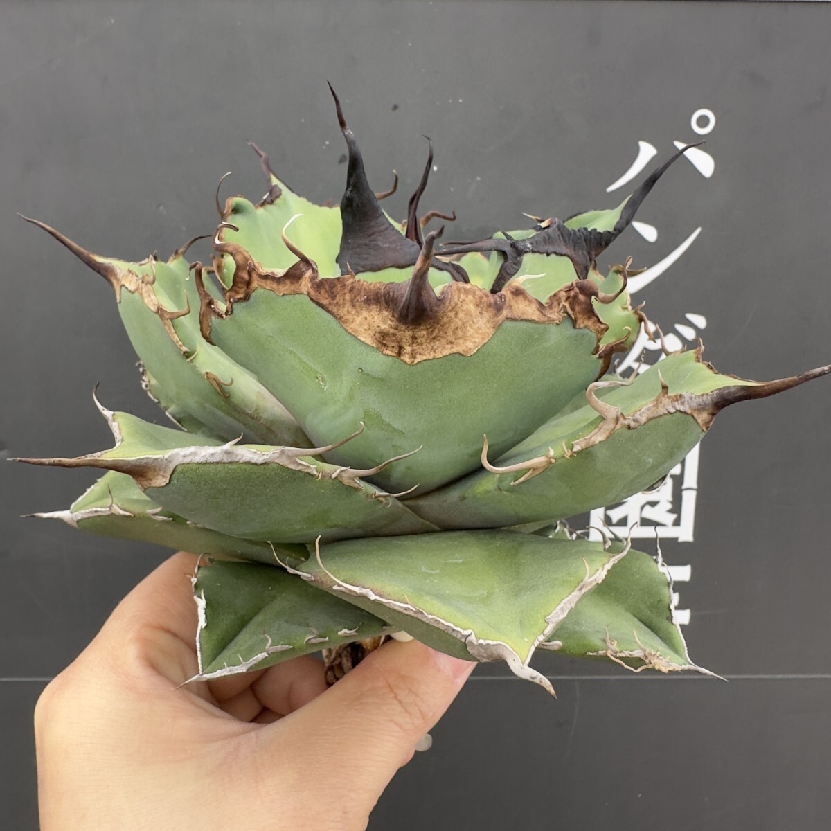 Yahoo!オークション - G77【パンダ園芸】多肉植物アガベ チタノタ 黒豹...