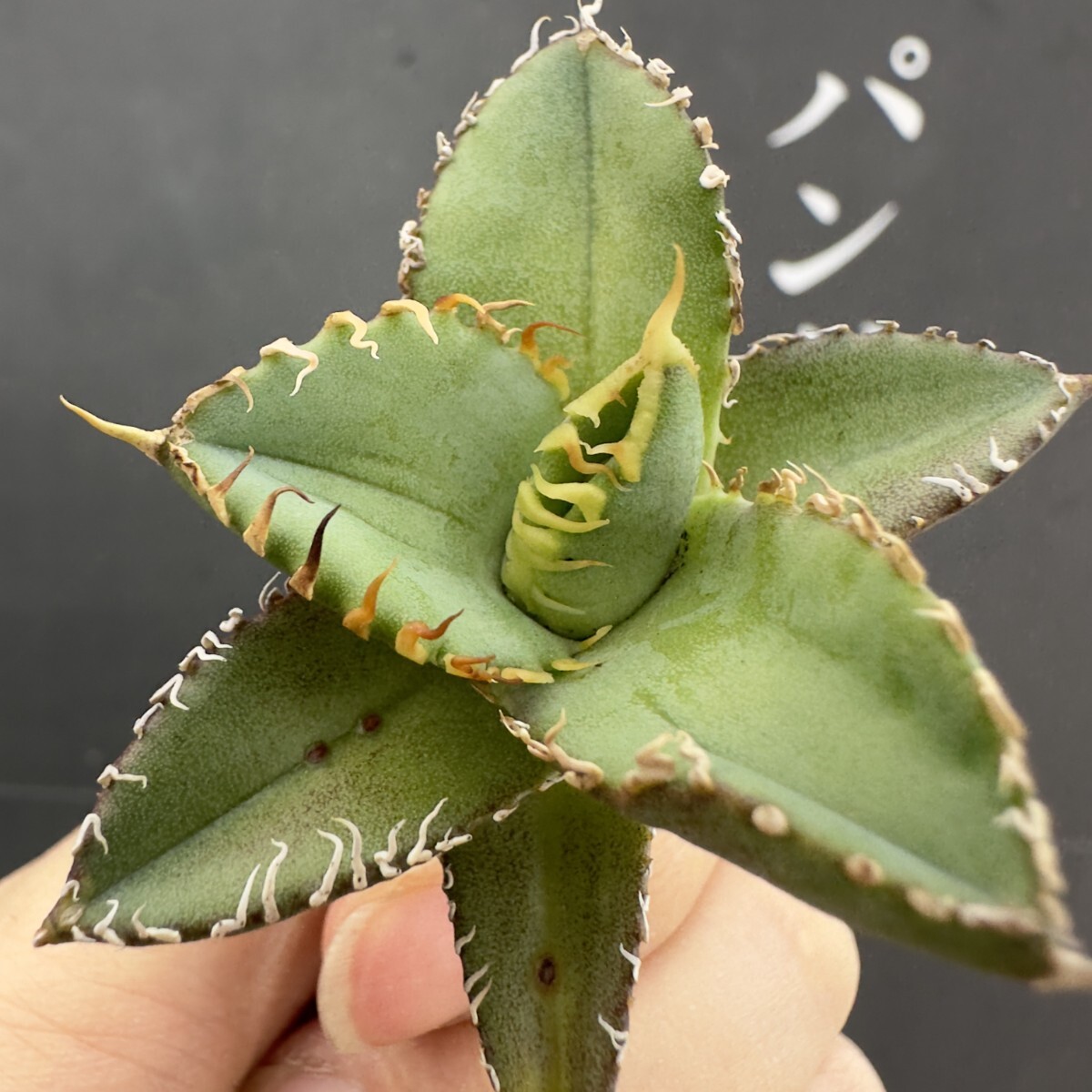 Yahoo!オークション - H22【パンダ園芸】アガベagave チタノタ 白豪棘 ...