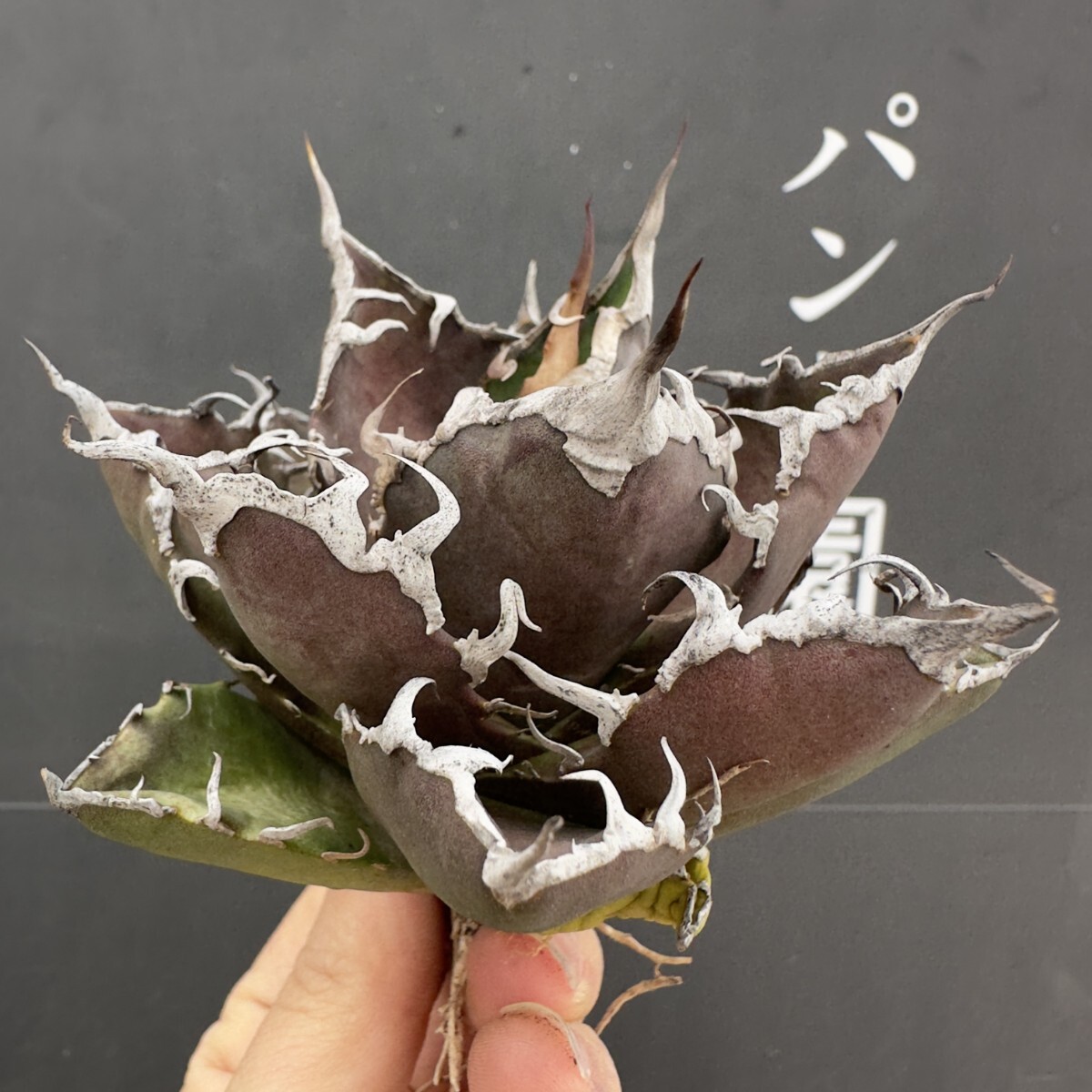 Yahoo!オークション - H57 【パンダ園芸】アガベ 多肉植物 チタノタ シ...