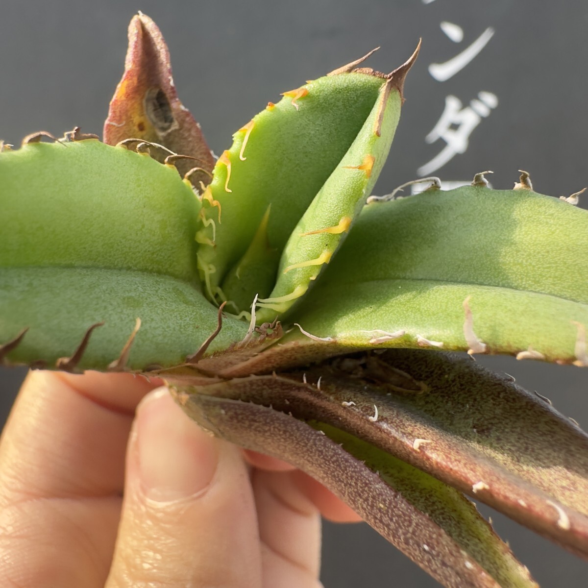 Yahoo!オークション - J39【パンダ園芸】多肉植物 アガベ チタノタ 蚩...