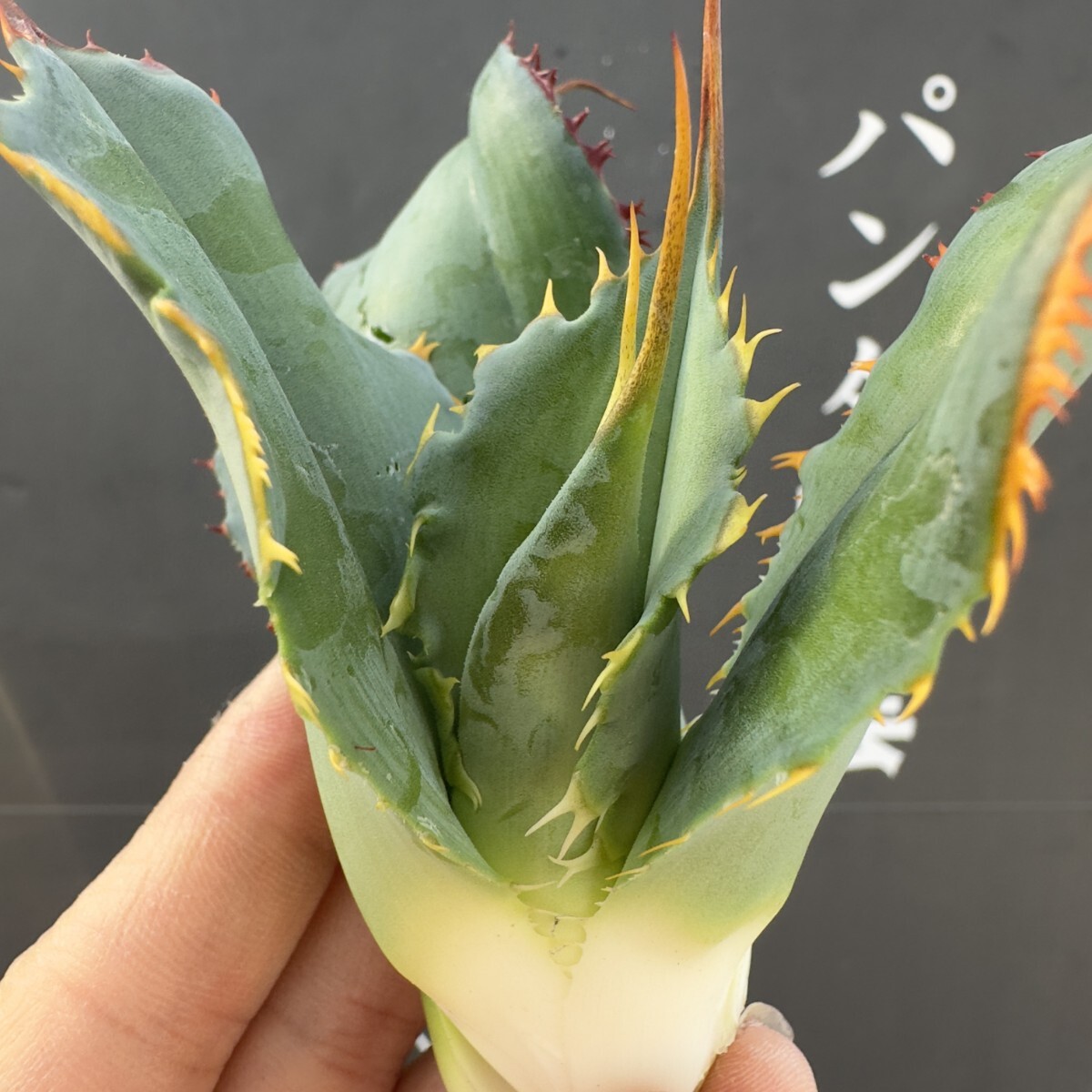 Yahoo!オークション - J60【パンダ園芸】【アガベハイブリッド子株】ス...