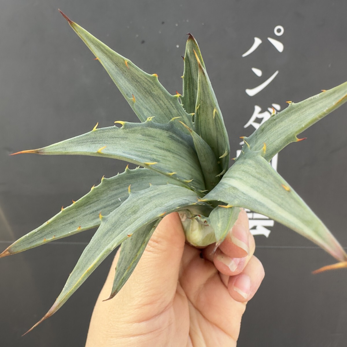 Yahoo!オークション - J62【パンダ園芸】 アガベ 多肉植物 シンプレッ...