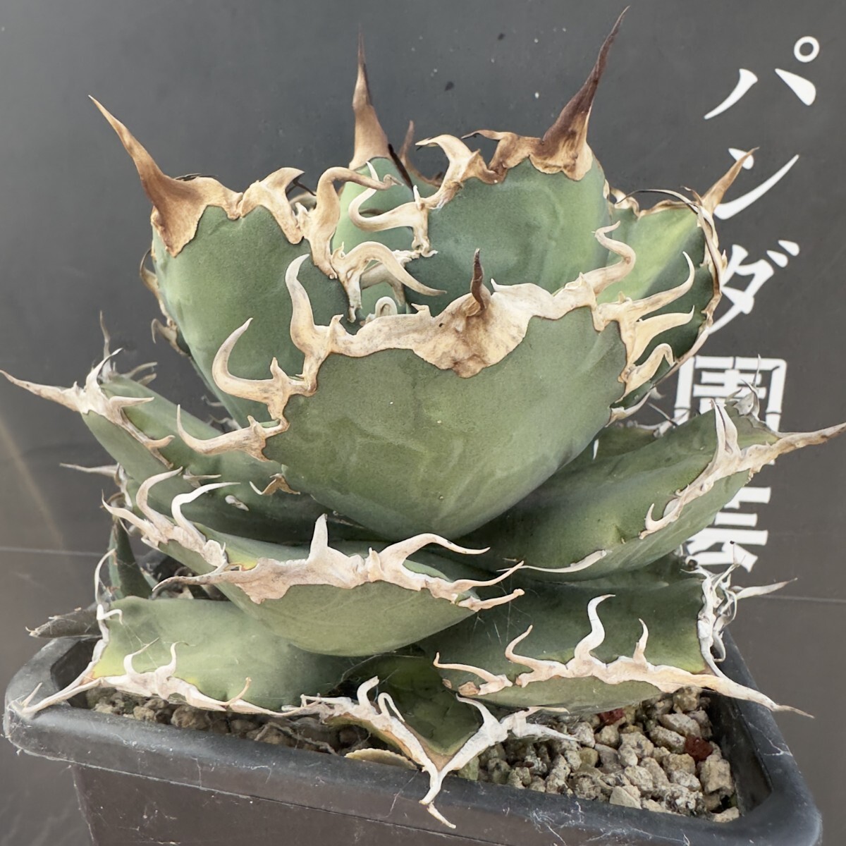 Yahoo!オークション - J67【パンダ園芸】アガベ チタノタ 金剛狼 極長...