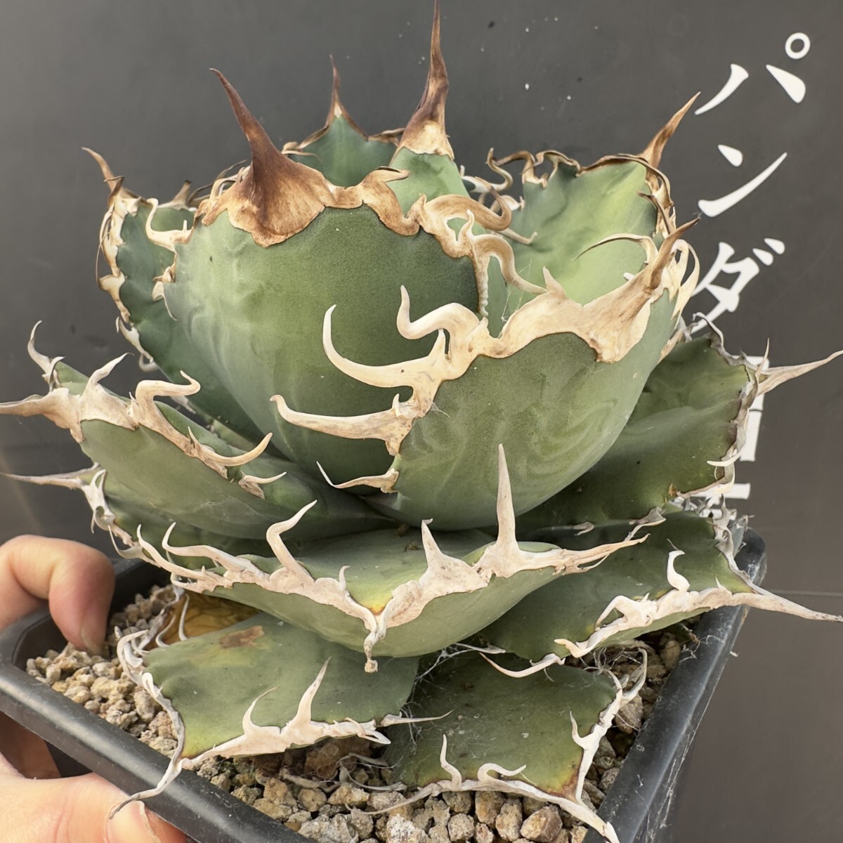 Yahoo!オークション - J67【パンダ園芸】アガベ チタノタ 金剛狼 極長...