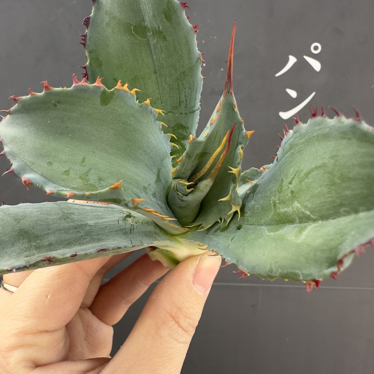 Yahoo!オークション - J72【パンダ園芸】【アガベハイブリッド子株】ス...