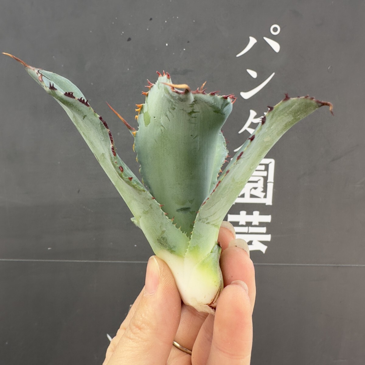 Yahoo!オークション - J72【パンダ園芸】【アガベハイブリッド子株】ス...