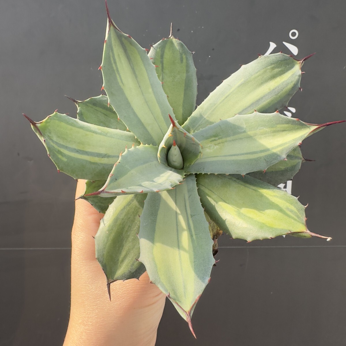 Yahoo!オークション - J76【パンダ園芸】 アガベ パリー ホーチエンシ...