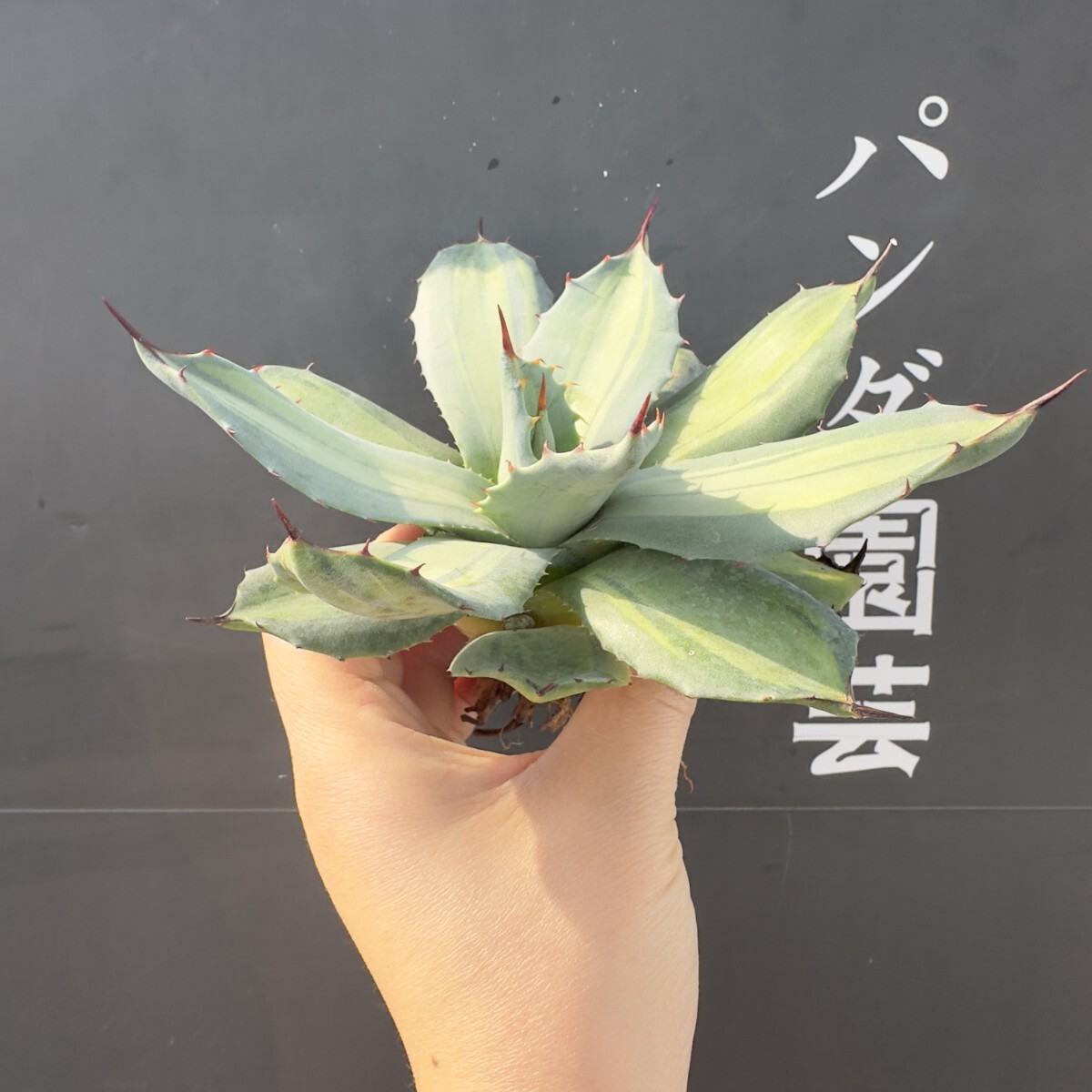 Yahoo!オークション - J76【パンダ園芸】 アガベ パリー ホーチエンシ...