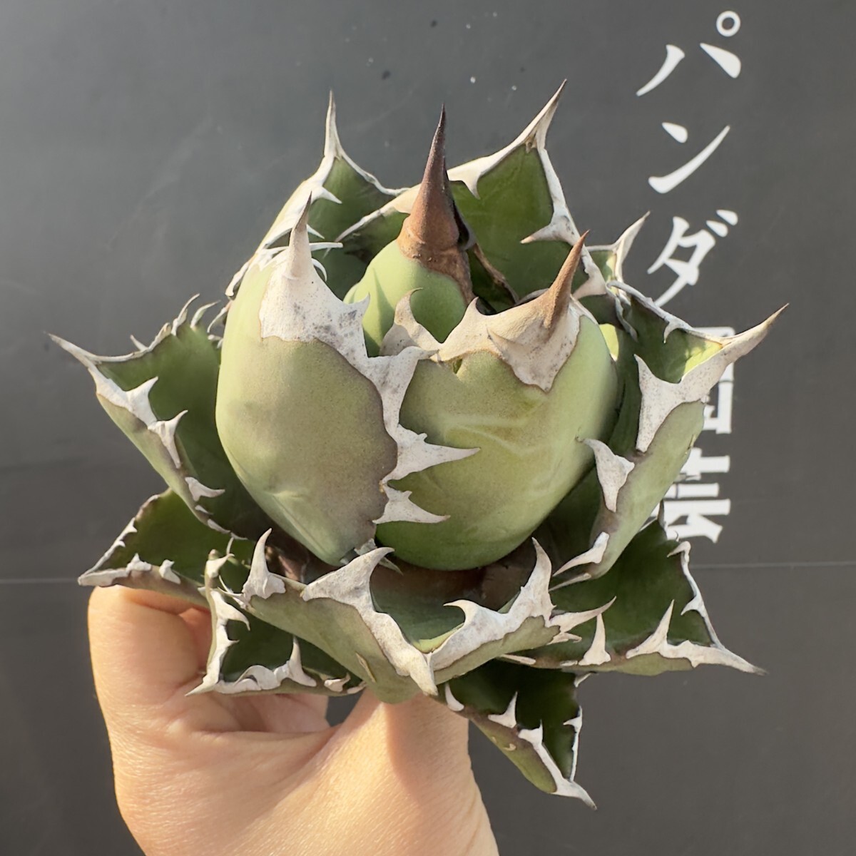 Yahoo!オークション - K53【パンダ園芸】特選 アガベ チタノタ 姫厳竜 ...