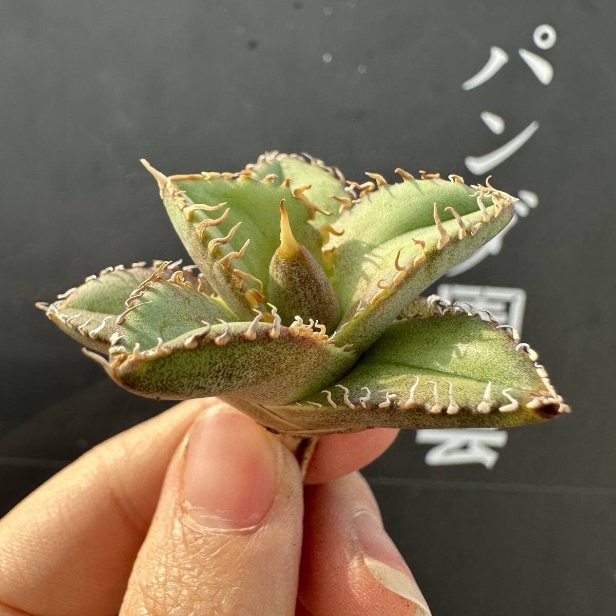 Yahoo!オークション - L46【パンダ園芸】アガベagave チタノタ 白豪棘 ...