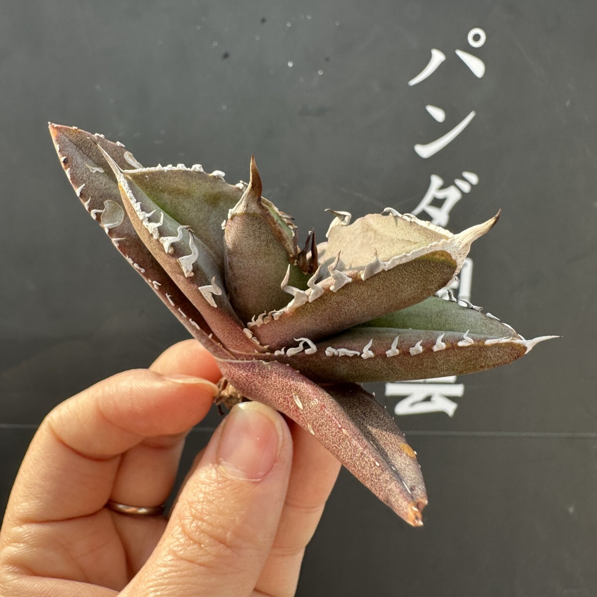 Yahoo!オークション - L49【パンダ園芸】アガベ チタノタ赤魔 強棘 優...