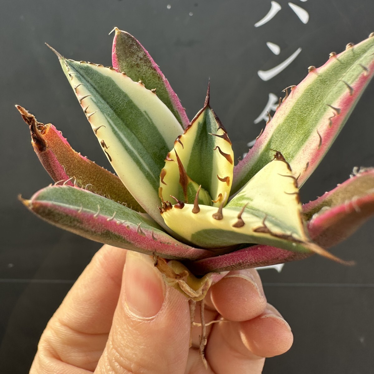 Yahoo!オークション - L51【パンダ園芸】 アガベ チタノタ スナグルト...