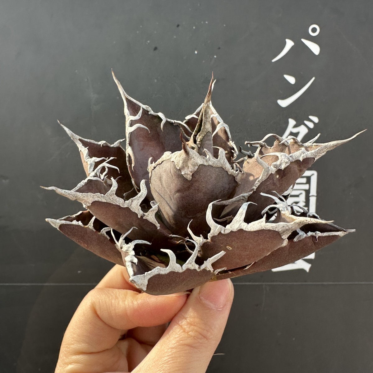 Yahoo!オークション - L53【パンダ園芸】アガベ 多肉植物 チタノタ シ...