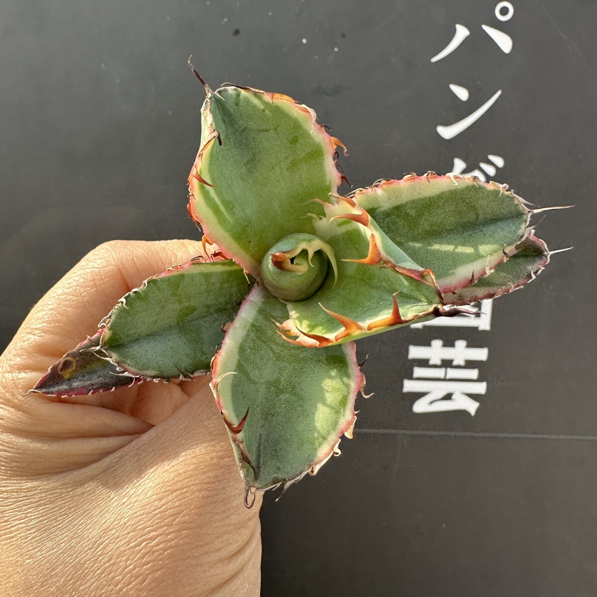 Yahoo!オークション - L56【パンダ園芸】特選 アガベ チタノタ BB錦 ブ...