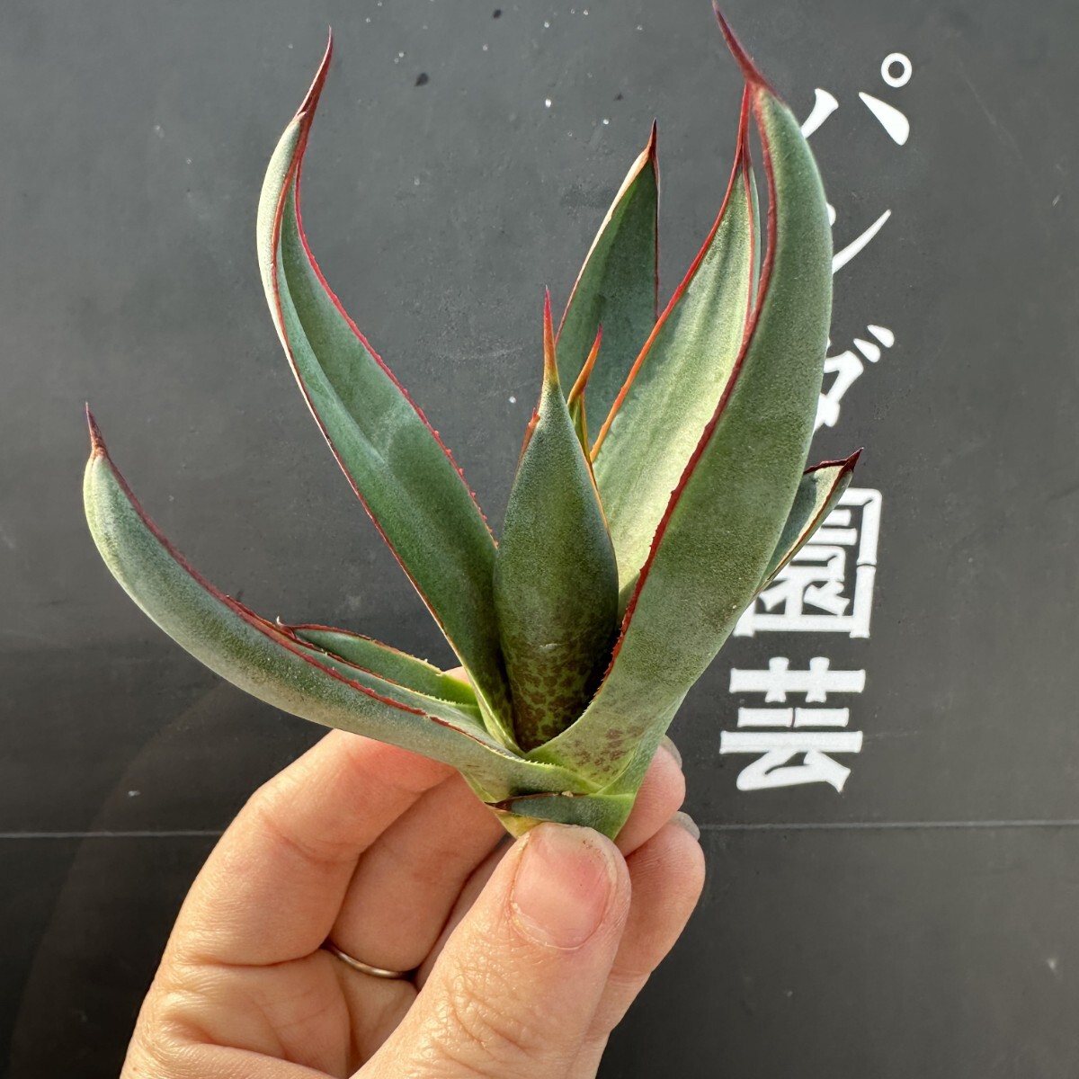 Yahoo!オークション - L63【パンダ園芸】特選 アガベ 多肉植物 マンガ...