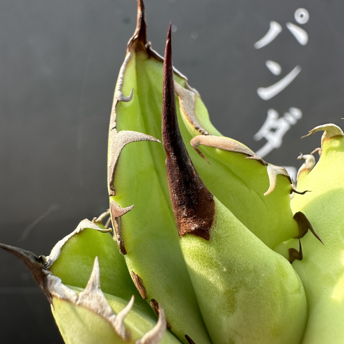 Yahoo!オークション - L67【パンダ園芸】限定特選株 アガベ チタノタ ...