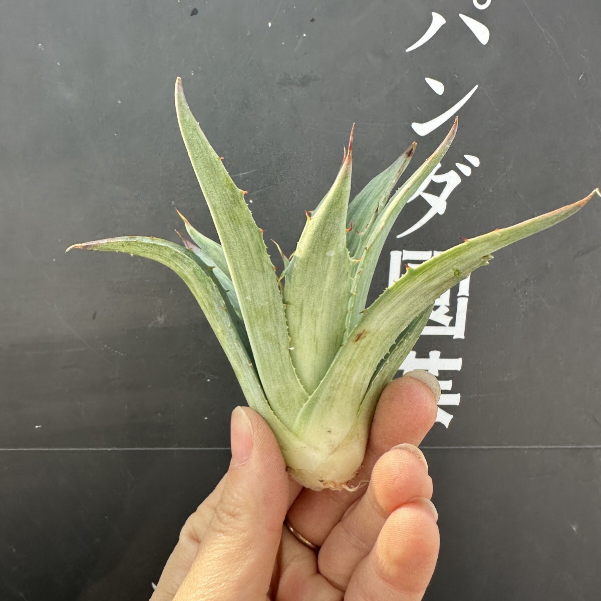 Yahoo!オークション - L69【パンダ園芸】 アガベ 多肉植物 シンプレッ...