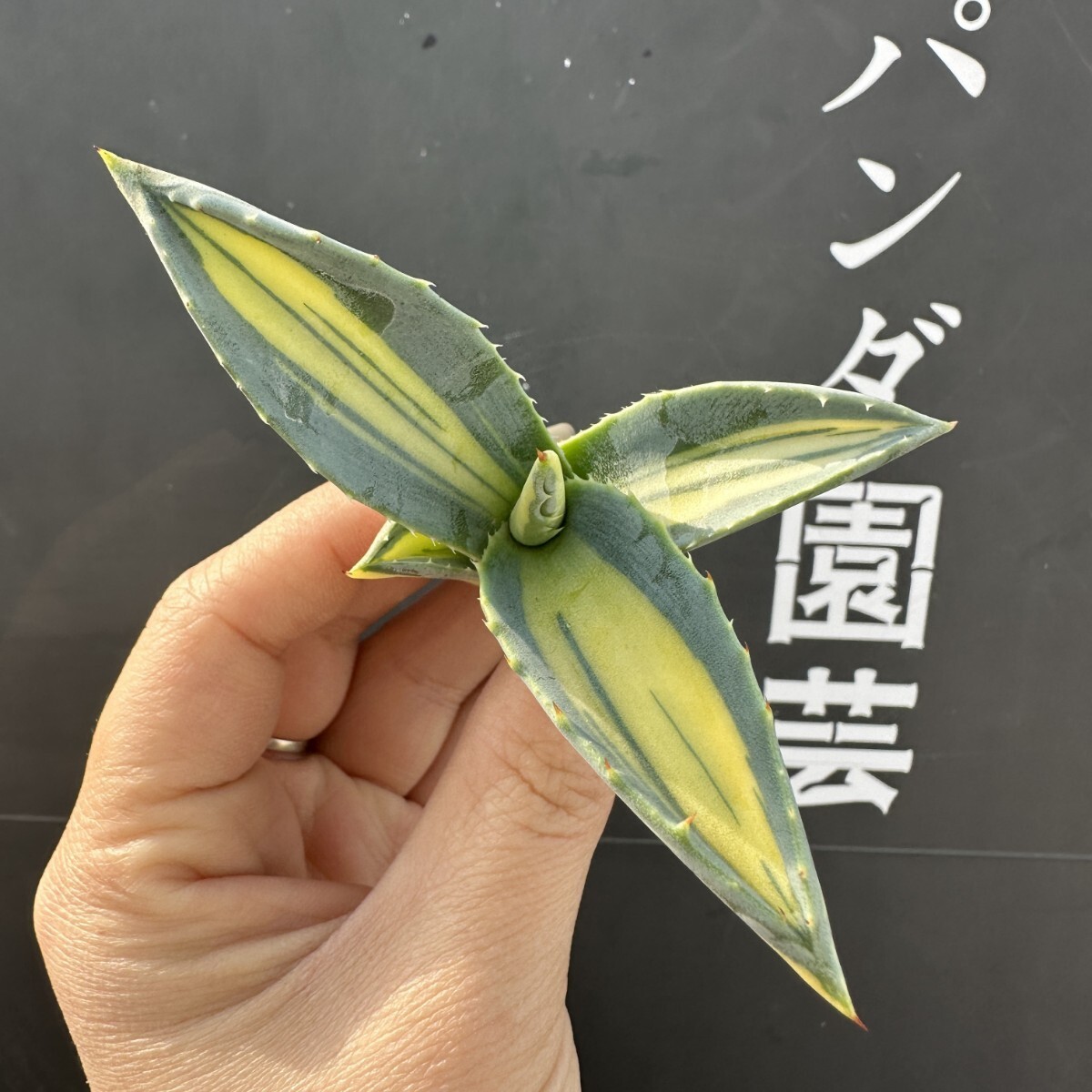 Yahoo!オークション - L71【パンダ園芸】アガベ アメリカーナ華厳黄中...