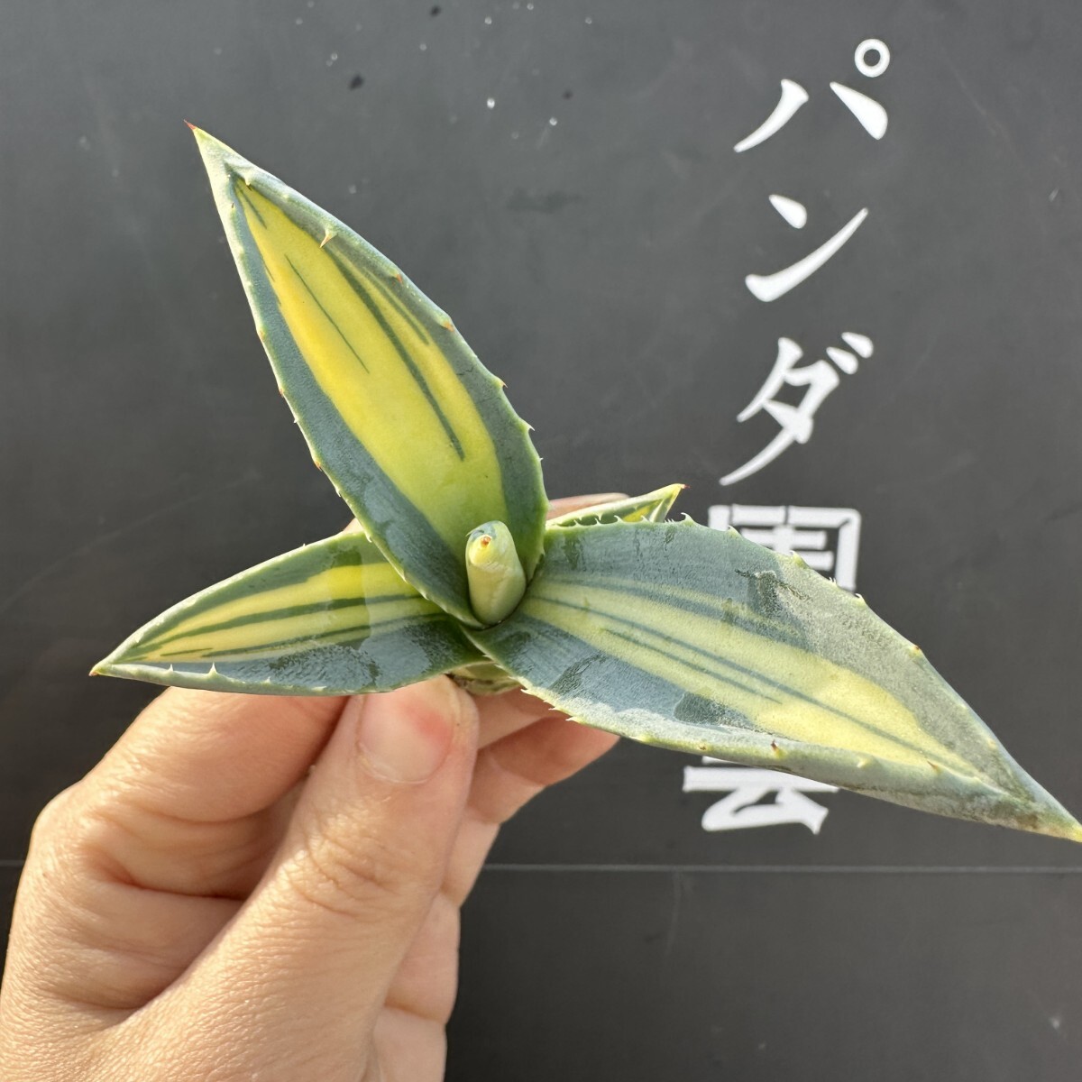 Yahoo!オークション - L71【パンダ園芸】アガベ アメリカーナ華厳黄中...