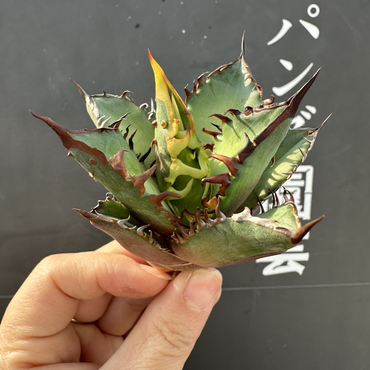 Yahoo!オークション - L73【パンダ園芸】 特選 アガベ 多肉植物 チタノ...