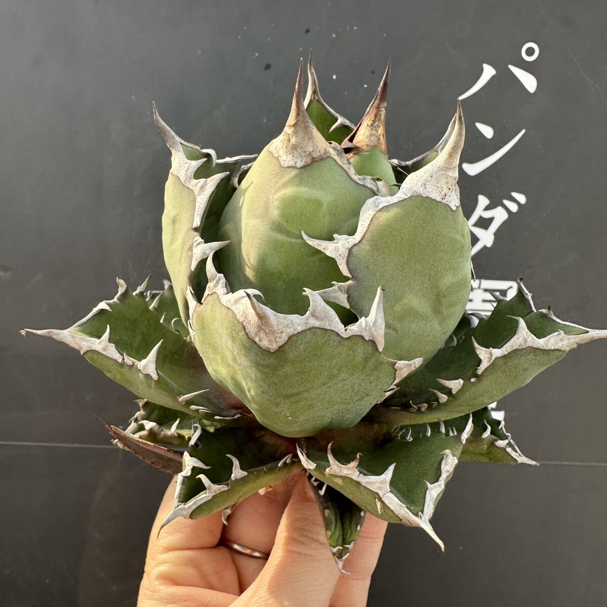 Yahoo!オークション - L75【パンダ園芸】特選 アガベ チタノタ 姫厳竜 ...