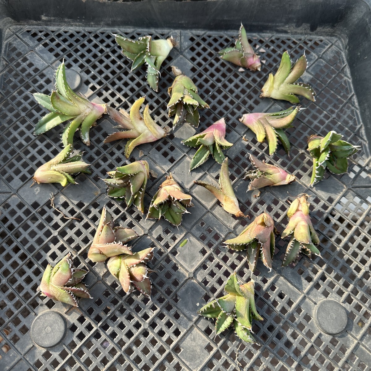 Yahoo!オークション - L84【パンダ園芸】アガベチタノタ 狂棘夕映 強棘...