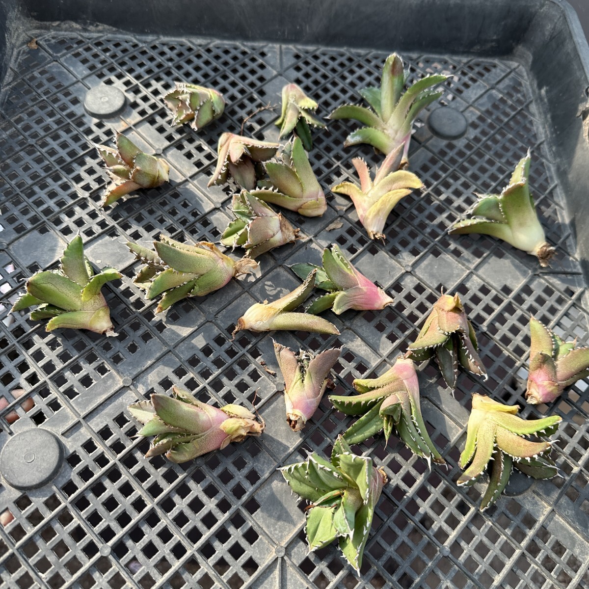 Yahoo!オークション - L84【パンダ園芸】アガベチタノタ 狂棘夕映 強棘...