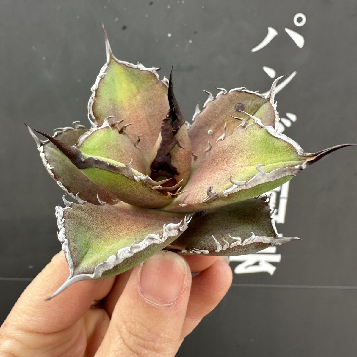 Yahoo!オークション - E49【パンダ園芸】アガベ 多肉植物 チタノタ シ...