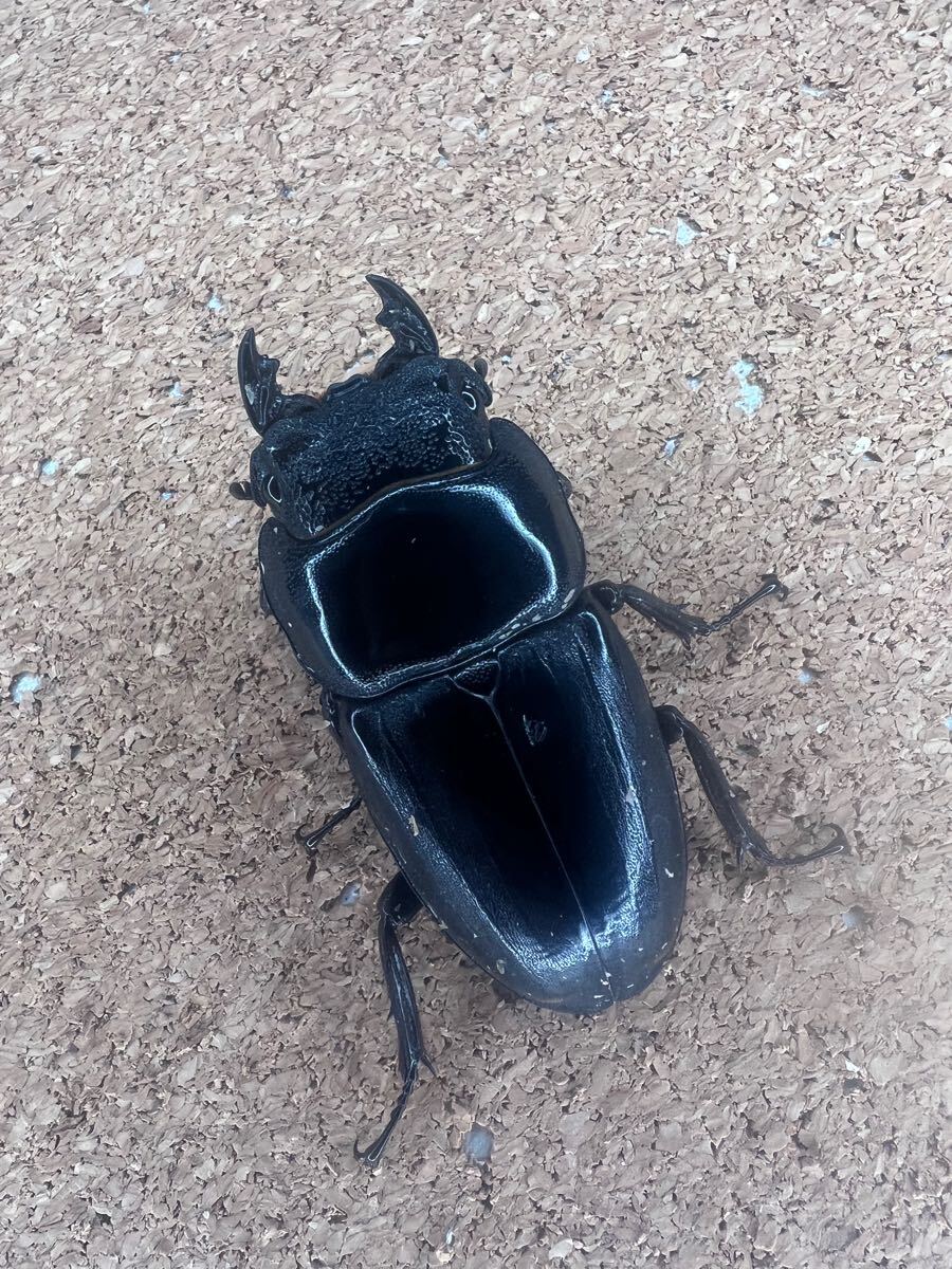 Yahoo!オークション - スマトラヒラタKDT血統（109.0同腹） ♀単品59.9...