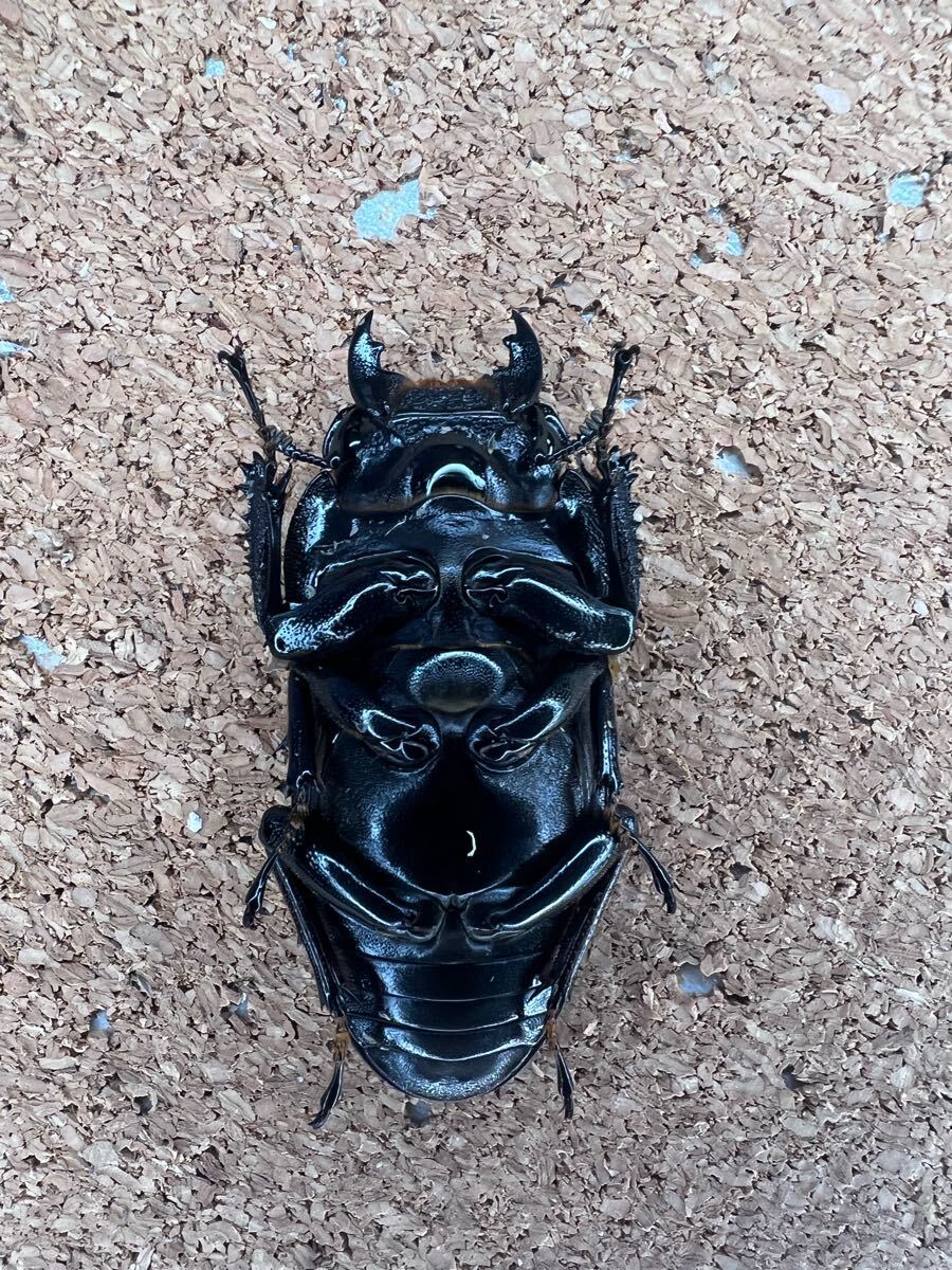 Yahoo!オークション - スマトラヒラタKDT血統 ♂98mm♀50.6mm