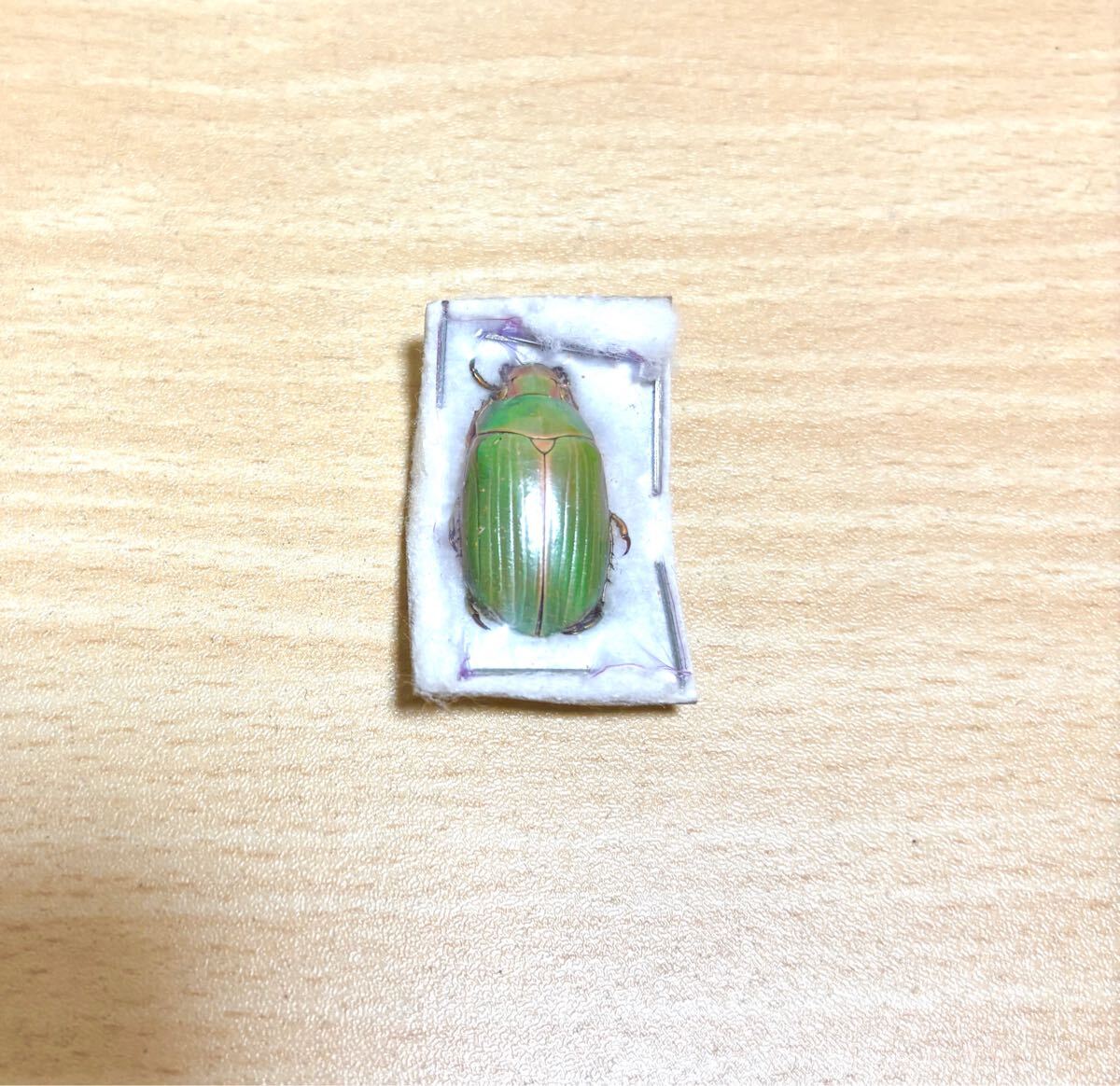 新年セール メキシコのコガネムシ(その他)｜売買されたオークション情報、yahooの商品情報をアーカイブ公開 - オークファン（aucfan.com）